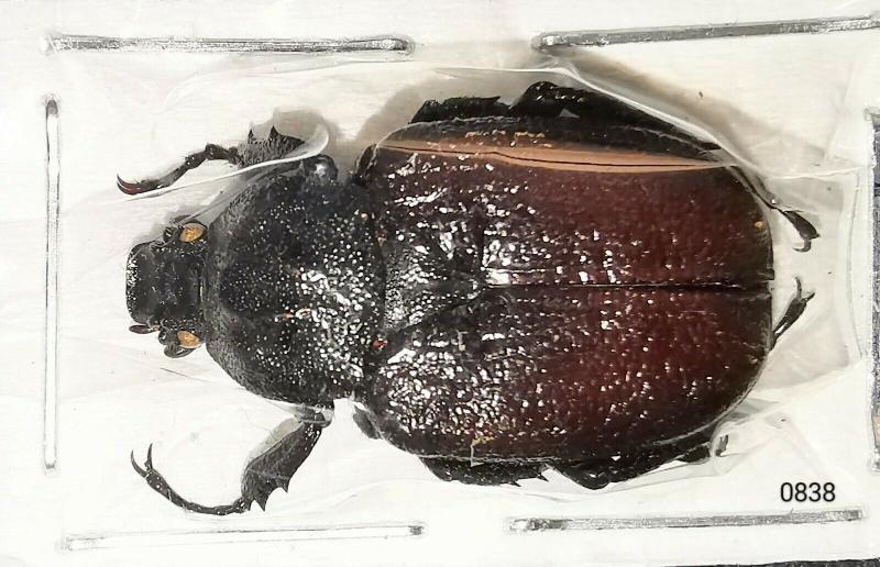 0838-金龜子科雷塔 osmoderma scabra 20mm + a1 l 源自加拿大-稀有 | PChomeUSA 海外代購
