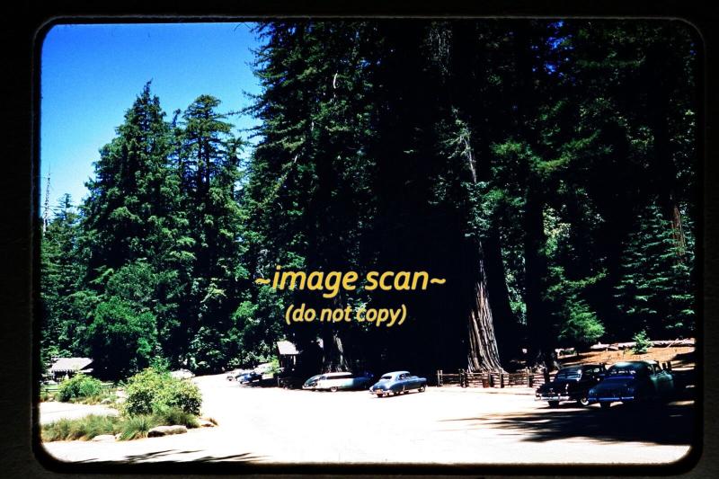 1954 大盆地雲台 紅木州立公園, 加州和汽車,原裝滑球c23b | PChomeUSA 海外代購