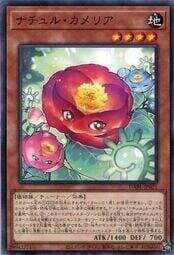 【源氏卡舖】DABL-JP021 自然山茶花 普卡 | 露天市集 | 全台最大的網路購物市集