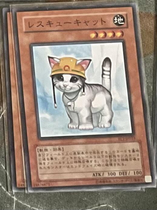 Fet-jp033 救援貓（普卡） | 露天市集 | 全台最大的網路購物市集