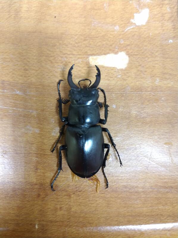 法國產 Lucanus fabiani (Lucanus pontbrianti) A1 單公標本 | 露天市集 | 全台最大的網路購物市集