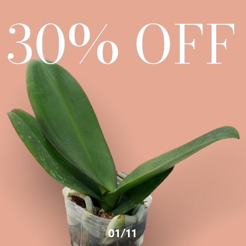 限量優惠 Phal. Star's Chanel 香奈兒 2.5" 售完不補 蝴蝶蘭 5/5陸續出貨 | 露天市集 | 全台最大的網路購物市集