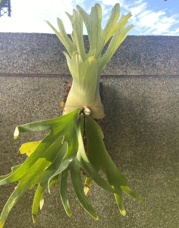 鹿角蕨爪哇-Tokla -上版水耕植物-療癒植物-文青植物、蕨類植物、雨林植物-IG網紅室內植物-天南星-觀葉 | 露天市集 | 全台最大的 ...