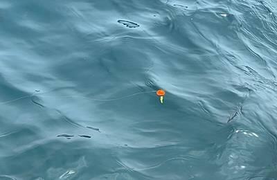 臨海釣具 24H營業 紅標 /DAIWA磯釣母線 ASTRON ISO TYPE-S 150米 半浮線 | 露天市集 | 全台最大的網路購物市集